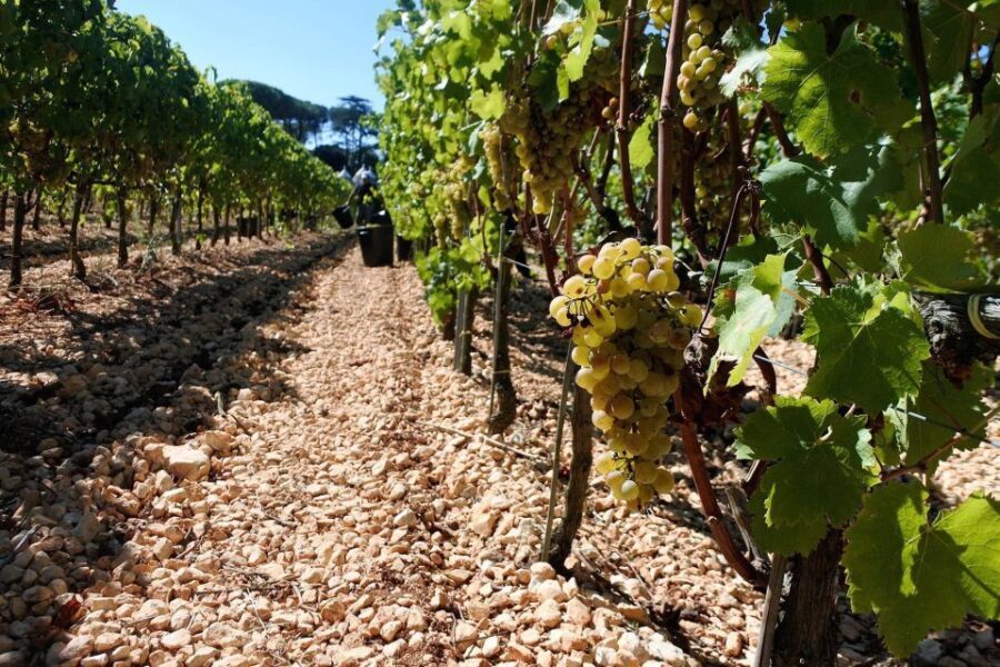 Mount Vesuvius Wine Tour with Tastings and Lunch - Final Thoughts: Who Should Consider This Tour?