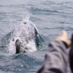 Mounts Bay, Penzance Boat Trip - What Makes This Trip Special?