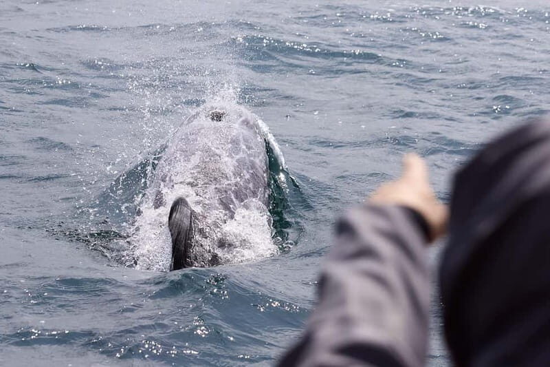 Mounts Bay, Penzance Boat Trip - What Makes This Trip Special?
