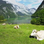 Munich: Private Lake Königssee & Salt Mine Tour with Lunch - Lake Königssee: The Heart of the Experience