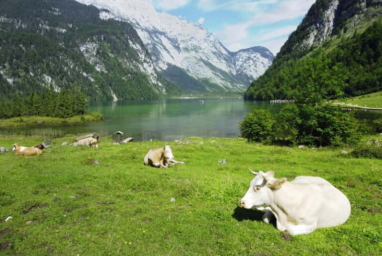 Munich: Private Lake Königssee & Salt Mine Tour with Lunch - Lake Königssee: The Heart of the Experience
