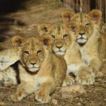 Murcia: Terra Natura Murcia Ticket Entry - Exploring Terra Natura Murcia: A Detailed Look