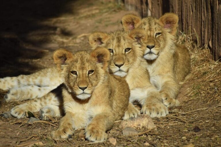 Murcia: Terra Natura Murcia Ticket Entry - Exploring Terra Natura Murcia: A Detailed Look