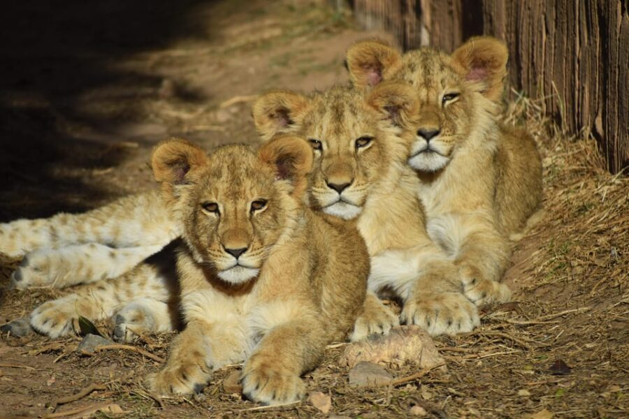 Murcia: Terra Natura Murcia Ticket Entry - Exploring Terra Natura Murcia: A Detailed Look