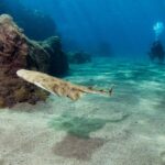 Museo Atlantico: Diving Class for Non-Certified Divers - Preparing for the Dive: The Lesson