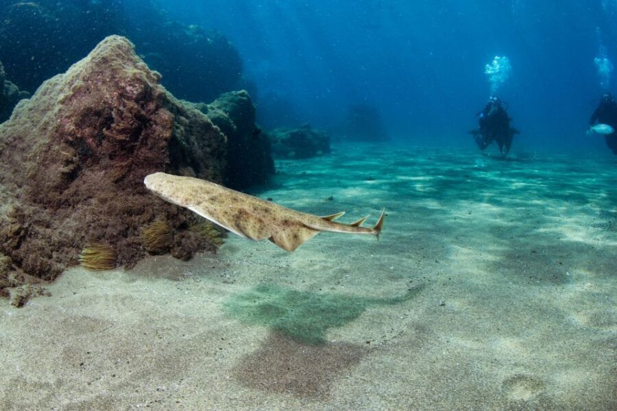 Museo Atlantico: Diving Class for Non-Certified Divers - Preparing for the Dive: The Lesson