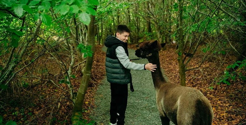 N. Ireland: Award Winning Guided Scenic Alpaca Trekking - What’s Included and What’s Not