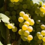 Naples: Mount Vesuvius Vineyard Tour w/ Lunch & Wine Tasting - Authentic Experiences That Stand Out