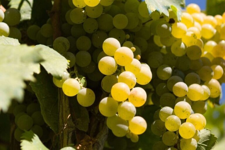 Naples: Mount Vesuvius Vineyard Tour w/ Lunch & Wine Tasting - Authentic Experiences That Stand Out