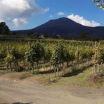 Naples: Pompeii Private Guided & Vesuvius Hiking Tour - Detailed Breakdown of the Itinerary