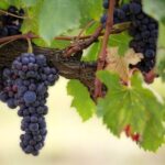 Naples: Vesuvius Half-Day Trip with Lunch and Wine Tasting - The Practical Side: Logistics, Price, and Group Experience