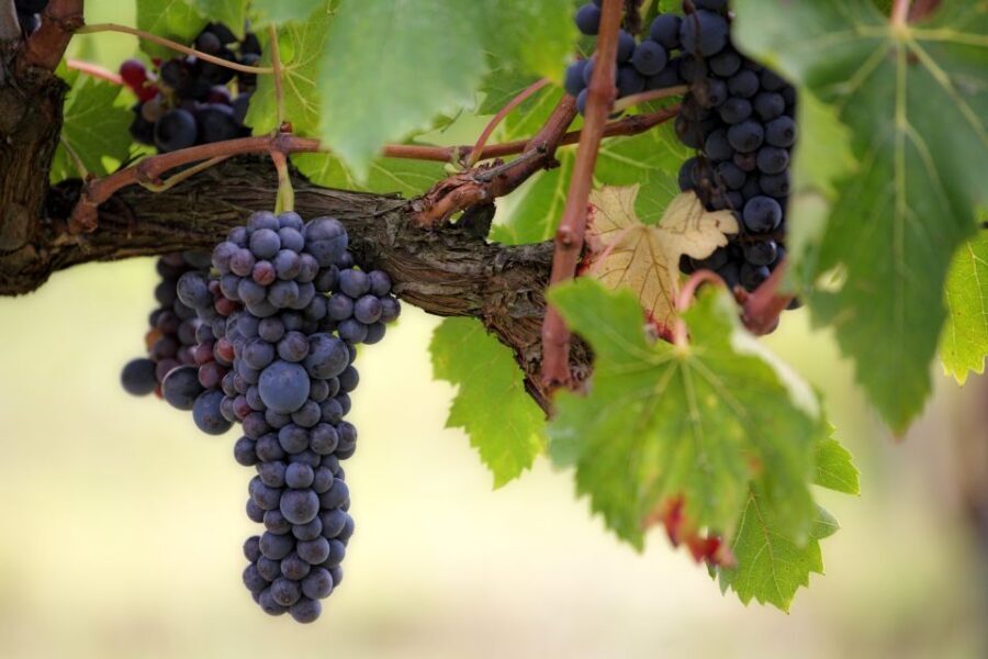 Naples: Vesuvius Half-Day Trip with Lunch and Wine Tasting - The Practical Side: Logistics, Price, and Group Experience