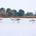 Nature Kayak Tour: Exploring Europes Largest Lagoon - The Value of This Experience