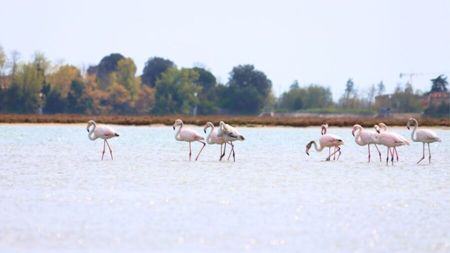 Nature Kayak Tour: Exploring Europes Largest Lagoon - The Value of This Experience