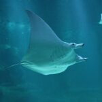 Nausicaá National Sea Center: Full-Day Entry Ticket - What to Expect During Your Visit