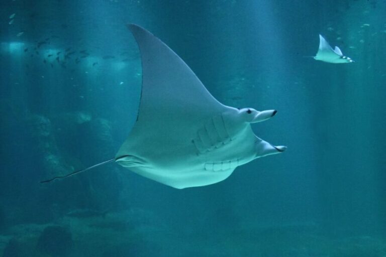Nausicaá National Sea Center: Full-Day Entry Ticket - What to Expect During Your Visit
