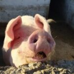 Naxos Farm Experience and cheese making - What Travelers Who Loved It Say