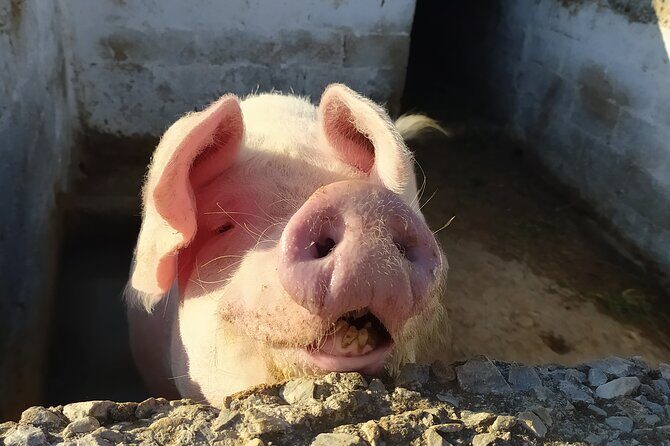 Naxos Farm Experience and cheese making - What Travelers Who Loved It Say