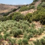 Naxos: Half-Day Olive Oil Tour with Tastings - Detailed Itinerary Breakdown