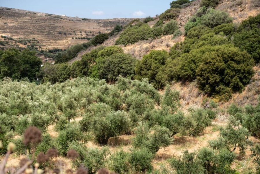 Naxos: Half-Day Olive Oil Tour with Tastings - Detailed Itinerary Breakdown