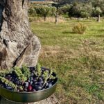 Naxos in 5 senses - The Food and Beverage Component