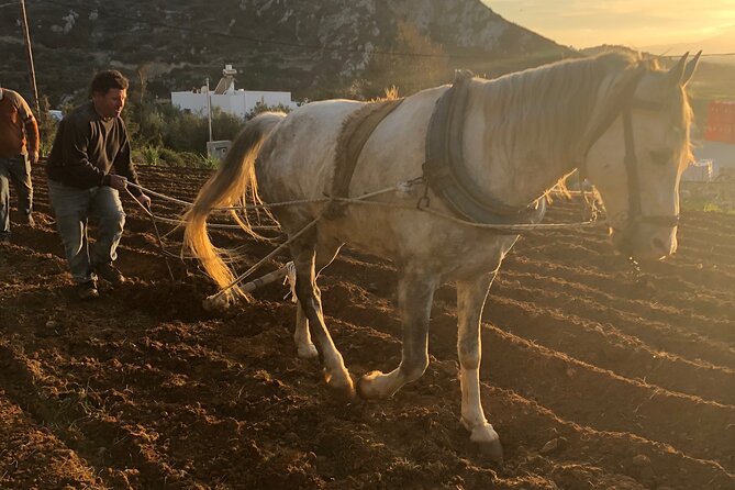 Naxos Perivoli Farm Experience & Wood-fire Cooking Class - Discover the Charm of Naxos with the Perivoli Farm Experience & Wood-fire Cooking Class