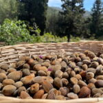 Near Cagliari: Almond Blossom Magic at "In Our Garden" (new) - The Practicalities: Booking, Meeting, and Value
