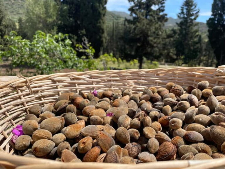 Near Cagliari: Almond Blossom Magic at "In Our Garden" (new) - The Practicalities: Booking, Meeting, and Value