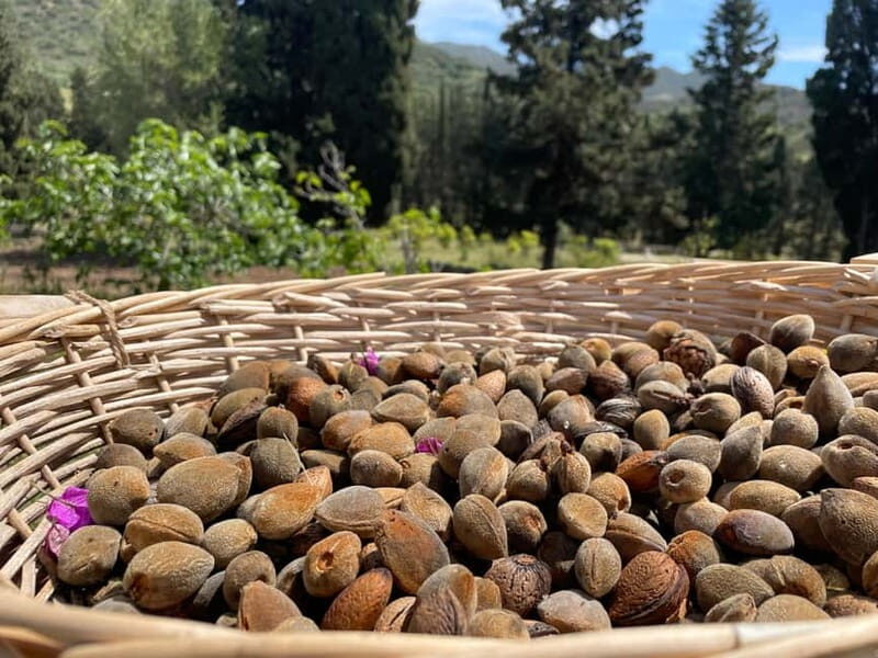 Near Cagliari: Almond Blossom Magic at "In Our Garden" (new) - The Practicalities: Booking, Meeting, and Value