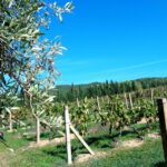 Near Cagliari: The World of Natural Wine at "In Our Garden" - Practical Details
