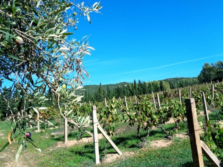 Near Cagliari: The World of Natural Wine at "In Our Garden" - Practical Details