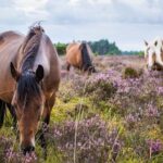 New Forest Day Out Private Tour from Southampton - Authentic Experiences and Feedback