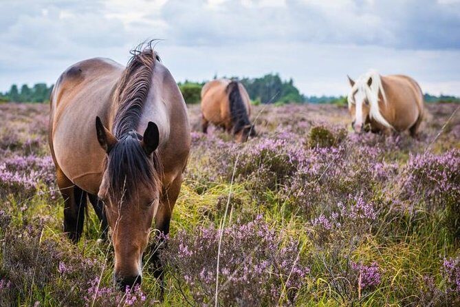 New Forest Day Out Private Tour from Southampton - Authentic Experiences and Feedback