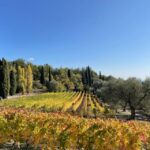 Nice: Full-Day Côtes de Provence Wine Tour - A Day in the Provence Countryside