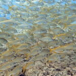 No Experience Needed-Discover Scuba Diving with Pickup - In-Depth Breakdown of the Itinerary