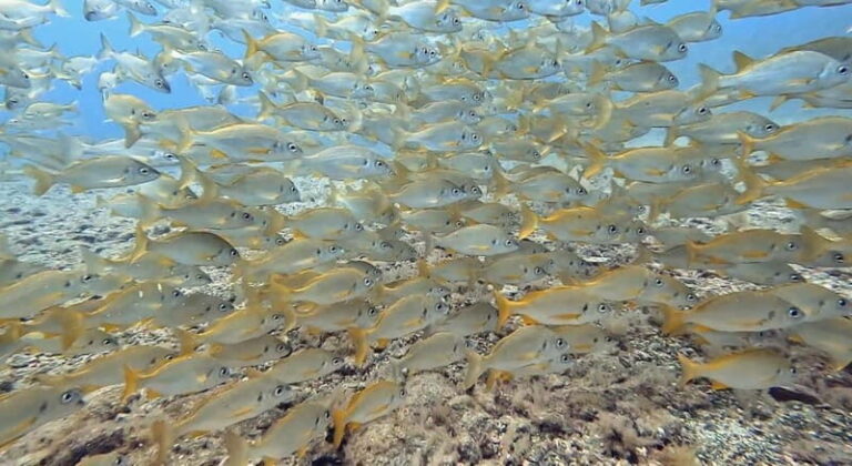 No Experience Needed-Discover Scuba Diving with Pickup - In-Depth Breakdown of the Itinerary