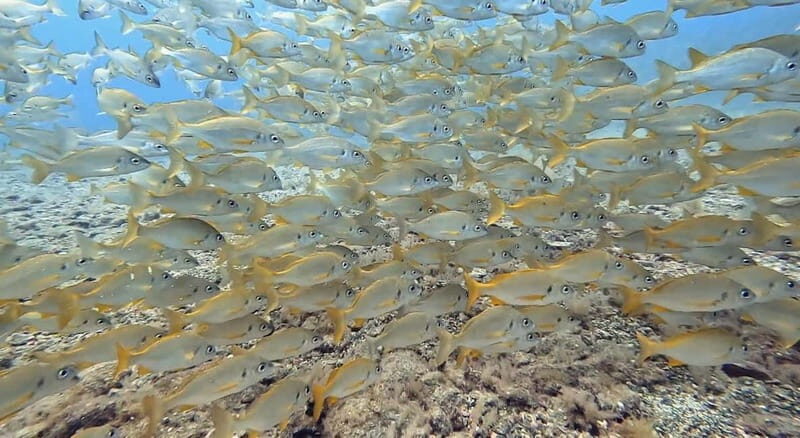 No Experience Needed-Discover Scuba Diving with Pickup - In-Depth Breakdown of the Itinerary