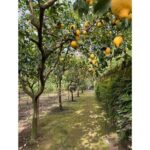Nonna Concettina Sorrento Lemon Tour - Tasting, Aperitivo, and Lemon Dessert