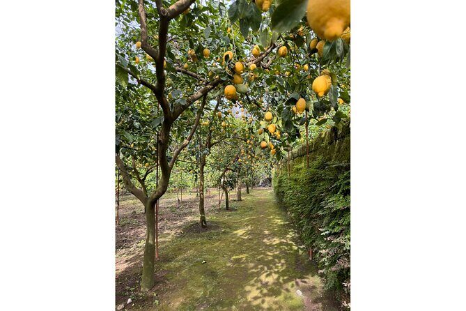 Nonna Concettina Sorrento Lemon Tour - Tasting, Aperitivo, and Lemon Dessert