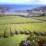 Nordeste Private Tour (2 people) - Discovering São Miguel’s Nordeste: Genuine Natural Beauty