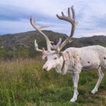 North Cape and King Crab Tour with Sámi Camp Tour - What We Loved About This Tour