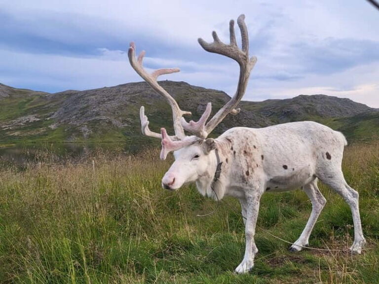 North Cape and King Crab Tour with Sámi Camp Tour - What We Loved About This Tour