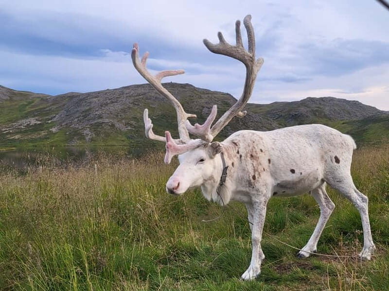 North Cape and King Crab Tour with Sámi Camp Tour - What We Loved About This Tour