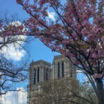 Notre Dame Ile De La Cité Walking Tour & Seine River Cruise - An In-Depth Look at the Experience