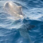 NP Brijuni Island Swimming & Dolphin Watching Sunset Cruise - Why This Tour Offers Real Value