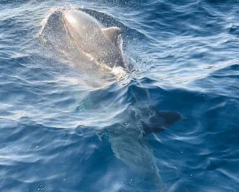 NP Brijuni Island Swimming & Dolphin Watching Sunset Cruise - Why This Tour Offers Real Value