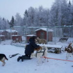 Nulkki Husky Adventure - The Huskies and Their Trainers