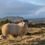 Oban, Whisky, Glencoe, Highlands, Loch Lomond Private Tour - The Itinerary Breakdown