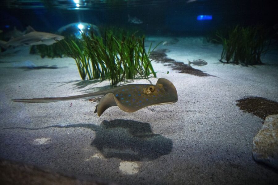 Oberhausen: SEA LIFE Oberhausen Entry Ticket - The Star Attraction: Germanys Largest Shark Nursery