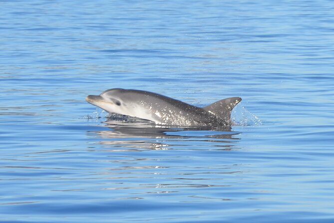 Observation of Dolphins and Snorkeling in a rubber boat in Olbia - Key Points